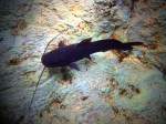 Snorkeling Adventures in Puerto Morelos, Mexico | Where in the world is ...